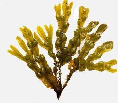 China Natural herbal extract Fucus Extract,Fucus Vesiculosus Extract,Bladderwrack fucus Extract for sale