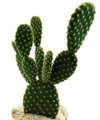 China Health Product Cactus Extract/Cactus Powder Price/ Hot Slimming/ Lowest Price for sale