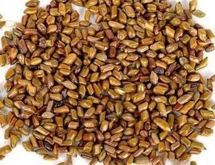 China 5: 1 10: 1 20: 1Cassia Seed Extract/ Cassia Obtusifolia Extract/Cassia Tora Seeds Extract for sale