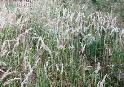 China Natural herbal extract Calamagrostis Epigeios Extract 10:1 TLC for sale