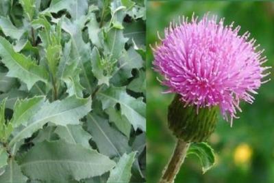 China 100% Natural herbal Herba Cirsii Extract, Cirsium Setosum Extract 4:1,10:1 TLC for sale
