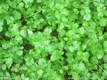 China Best quality natural herb Coriander Herb Extract/Caraway Extract leaf 10:1 for sale