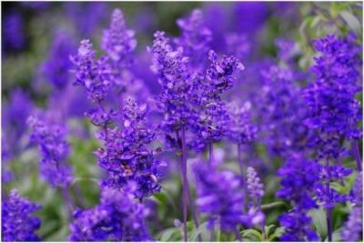 China Best price Lavender Extract, Lavandula pedunculata Flower EXtract 10:1 TLC for sale