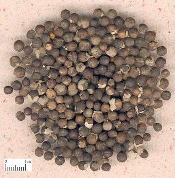 China 0.5% Agnuside 10:1Vitex Agnus Castus Extract/Fructus Viticis P.E. Chaste Berry Extract for sale