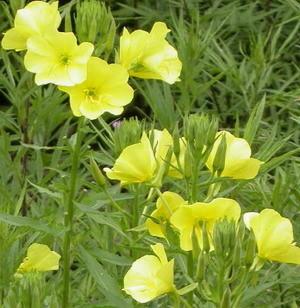 China Factory Directly Supply Evening Primrose Extract powder 40% 10:1 for sale