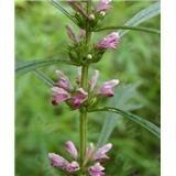 China Hot sale Plant extract Motherwort plant P.E. Extract 10:1 for sale
