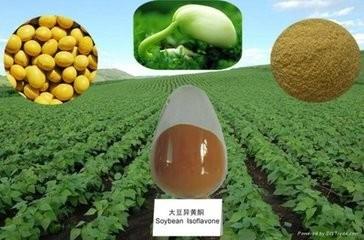 China High quality and lowest price Soybean P.E. Extract SoyBean Isoflavones 40% for sale