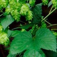 China High quality Pure Hops Extract/ Flavonoids 3% or Xanthohumol 5% European Hop Spike Extract for sale