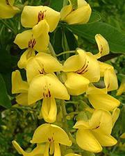 China Large-scale plant base health function Genista tinctoria Linn extract Genistein 98% HPLC for sale