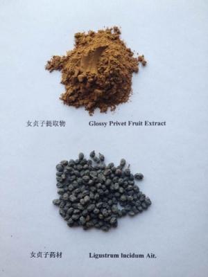 China Fructus Ligustri Lucidi Extract/ glossy privet fruit extract for sale