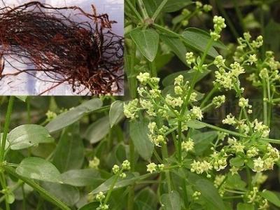 China India Madder Root Extract/ Extract Rubia Cordifolia Radix for sale