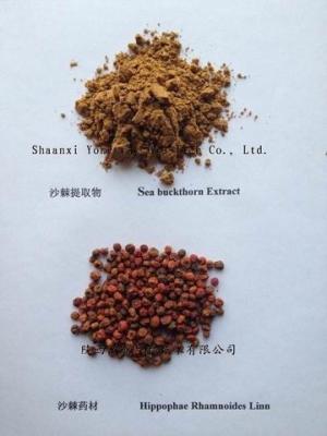China 10% 20% 30% 40% Seabuckthorn Extract for sale