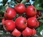 China 100% Natural Maslinic cid 10% HPLC Crataegus pinnatifida Bge. Extract for sale