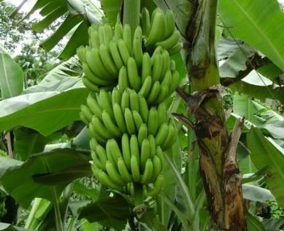 China 10:1 TLC Banana Leaf Extract/Brown Yellow powder Musa nana Lour. Extract for wholesales for sale
