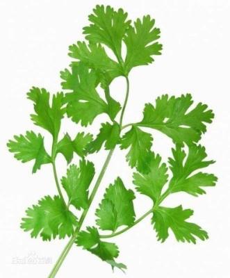 China Hot sales Bulk Petroselinum Crispum Extract/Parsley Extract powder 10:1 for sale