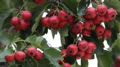 China Hot sale Pure 5% 10:1 Crataegus Extract/Hawthorn P.E./ Crataegi folium cum flore Extract for sale