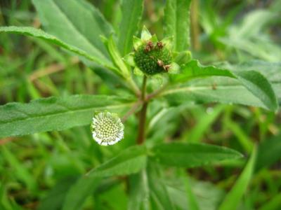 China Supplier manufactury 10:1 Eclipta prostrasta L. Extract powder by TLC for sale