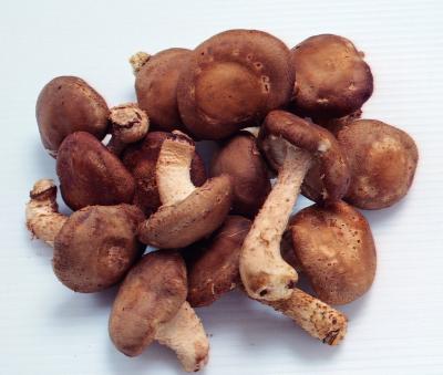 China Nutraceuticals 4:1 TLC Shiitake Mushroom P.E./Lentinus edodes Extract /Polysaccharides for sale