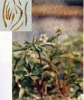 China Enhance immunity Radix Pseudostellariae root extract, Pseudostellaria Heterophylla Powder for sale