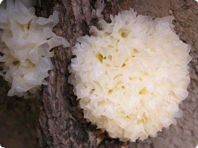 China Polysaccharides10-30%UV Tremella Fuciformis Extract, White Fungus Extract,Tremella extract for sale