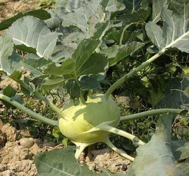 China Brassica Campestriss ssp. Rapa Extract, Brassica rapa extract,Brassica Campestriss ssp4:1 for sale
