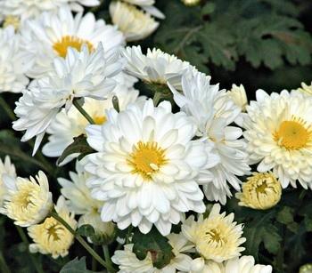 China High Quality natural plant Feverfew P. E. Extract powder Parthenolide 0. 8% HPLC for sale