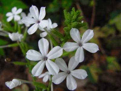 China Natural Plumbago zeylanica Extract/Plumbago auriculata Extract/Plumbago indica Extract for sale