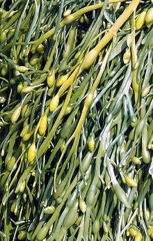 China 100% Natural High quality Ascophyllum Nodosum Extract/Seaweed Extract for sale