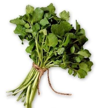 China Best Quality Hot sale 10:1 Nasturtium P.E./ Watercress Extract for sale