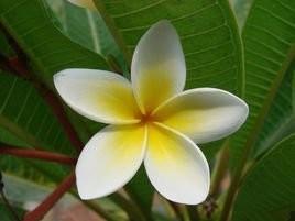 China High quality pure natural High quality plant Plumeria Rubra Extract/ Plumeria Rubra P.E. for sale