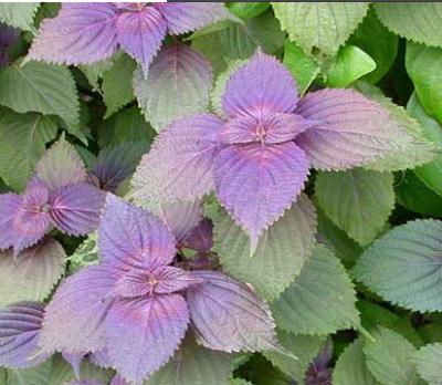 China High quality natural 10:1 TLC Perilla Extract/ Perilla Frutescens Extract for sale