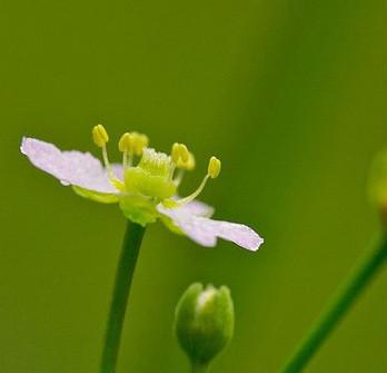 China Top quality&100% natura Alisma Root Extract for sale