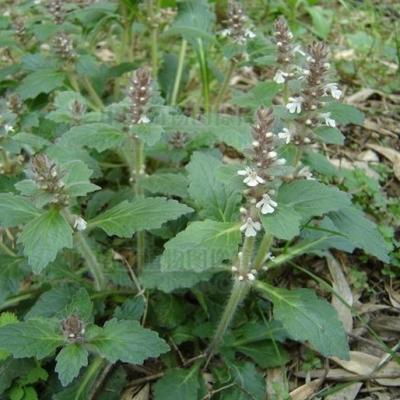 China Factory Supply High Quality Ajuga turkestanica extract/Turkesterone for sale