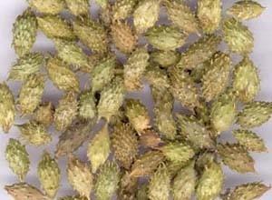 China Natural Xanthium Sibiricum Extract/Siberian Cocklebur Extract/ Xanthium Glabratum Extract for sale