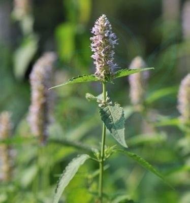 China Best Quality Chinese Medicine plant Agastache rugosus extract to Eliminating for sale