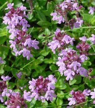 China Antibacterial,stop itching Thyme Extract,Thymus Vulgaris L. Extract 10:1 TLC Brwon Powder for sale
