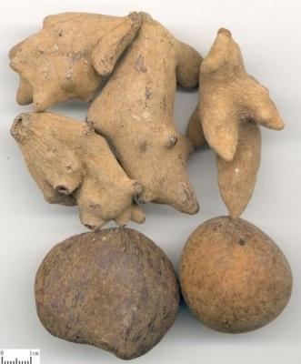 China Galla Chinensis Extract,Chinese Nut-Gall Extract,Galla Chinensis P.E 10:1,Ellagic acid 40% for sale