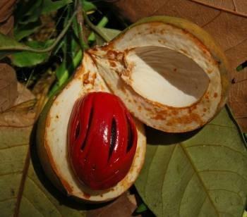 China Chinese traditional herb Nutmeg extract,Myristica fragrans Houtt. Fruit extract 10:1 TLC for sale