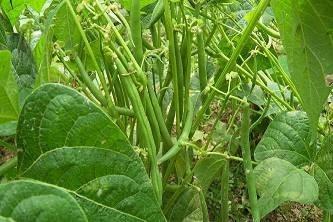 China Tonifying kidney Jack Bean Extract,Sword Bean extract, Canavalia gladiata Extract 10:1 TLC for sale