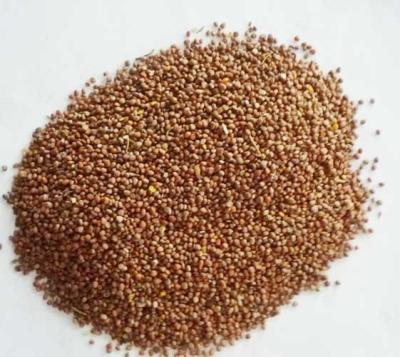 China Lower blood pressure Semen Raphani extract, Raphanus Sativus Extract 10:1 TLC for sale