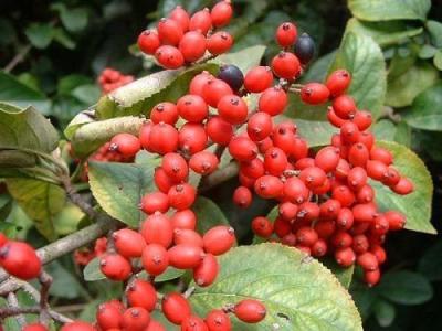 China China supply high quality Bunge cherry seed extract /Semen Pruni extract 10:1 TLC for sale