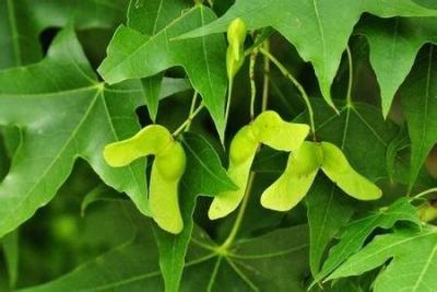 China Hot sale High purity Natural Acetruncatum kernel Extract Nervonic Acd 90%GC for sale