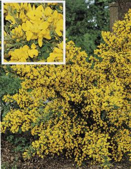 China Large-scale plant base health function Genista tinctoria Linn extract Genistein 98% HPLC for sale