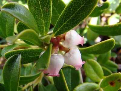 China Hot Selling Uva Ursi Extract/ Arbutin 99%/ bearberry extract/ Vaccinium Myrtillus Leaf Ext for sale