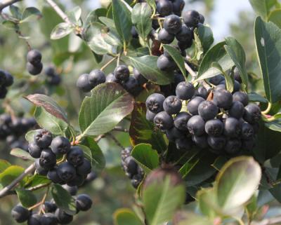China Anthocyandins 10%Black Chokeberry Extract/Aronia Extract/ Aronia Melanocarpa Anthocyanin for sale