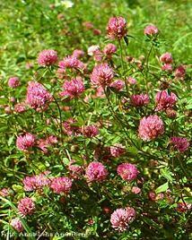 China Red Clover P.E. for sale