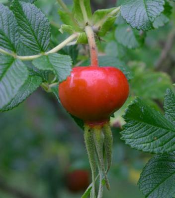 China Rose Hips Extract for sale