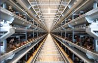 Quality 2.5 - 4.5 Meters Steel Structure Poultry House Chicken Coop Steel Frame EN1990 for sale