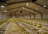 Quality Q235B Steel Frame Chicken Coop ASTM A123 4.6 Meters Broiler Poultry House for sale