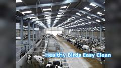 Galvanized Poultry Steel Structure Ventilation